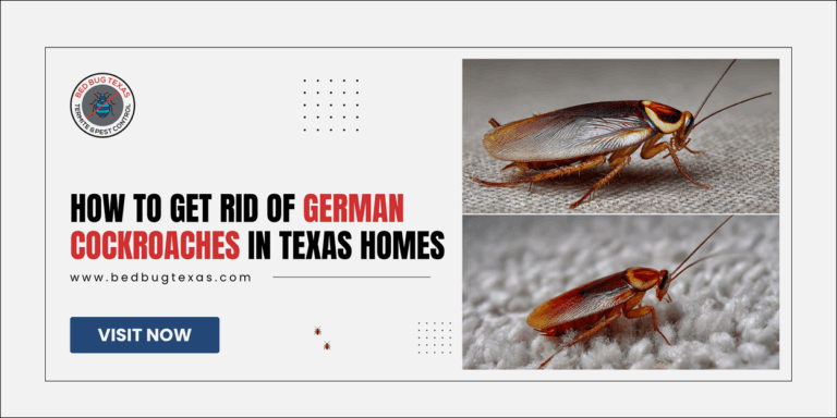 German Cockroach Texas