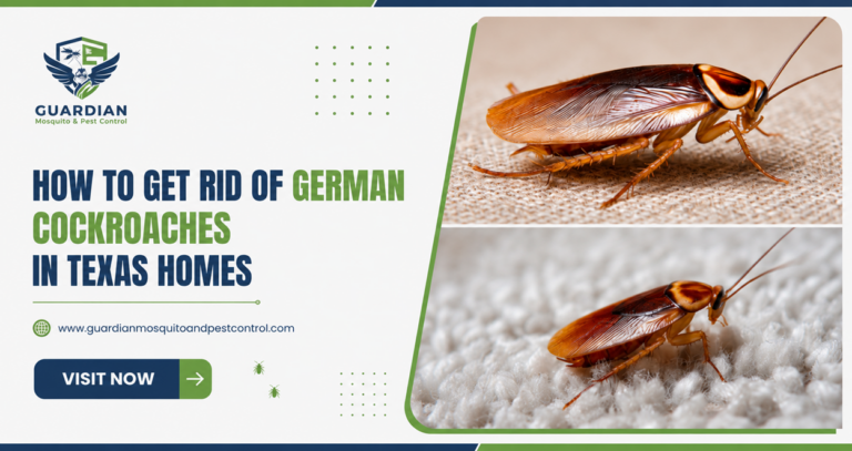 German Cockroach Texas